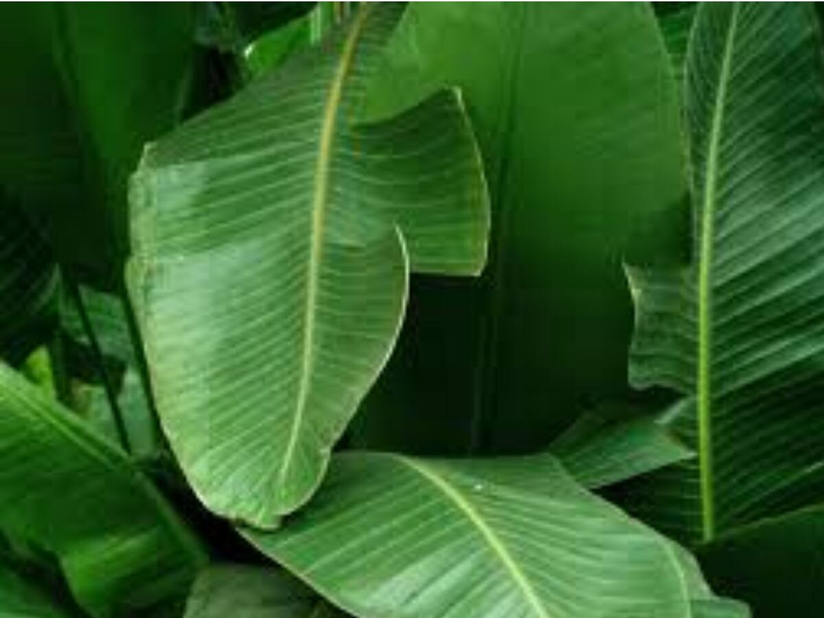 banana leaf astro tips lord vishnu to lord ganesh of bhog on banana ...