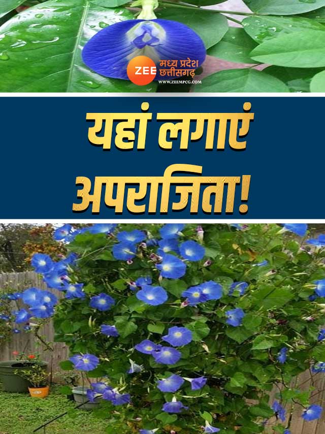 Vastu astro tips lucky Aprajita Plant benefits in hindi arthik tagi ...