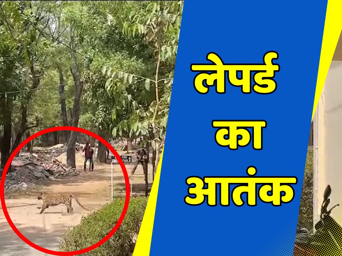 Leopard enters house in Jaipur colony trapping family of five inside ...