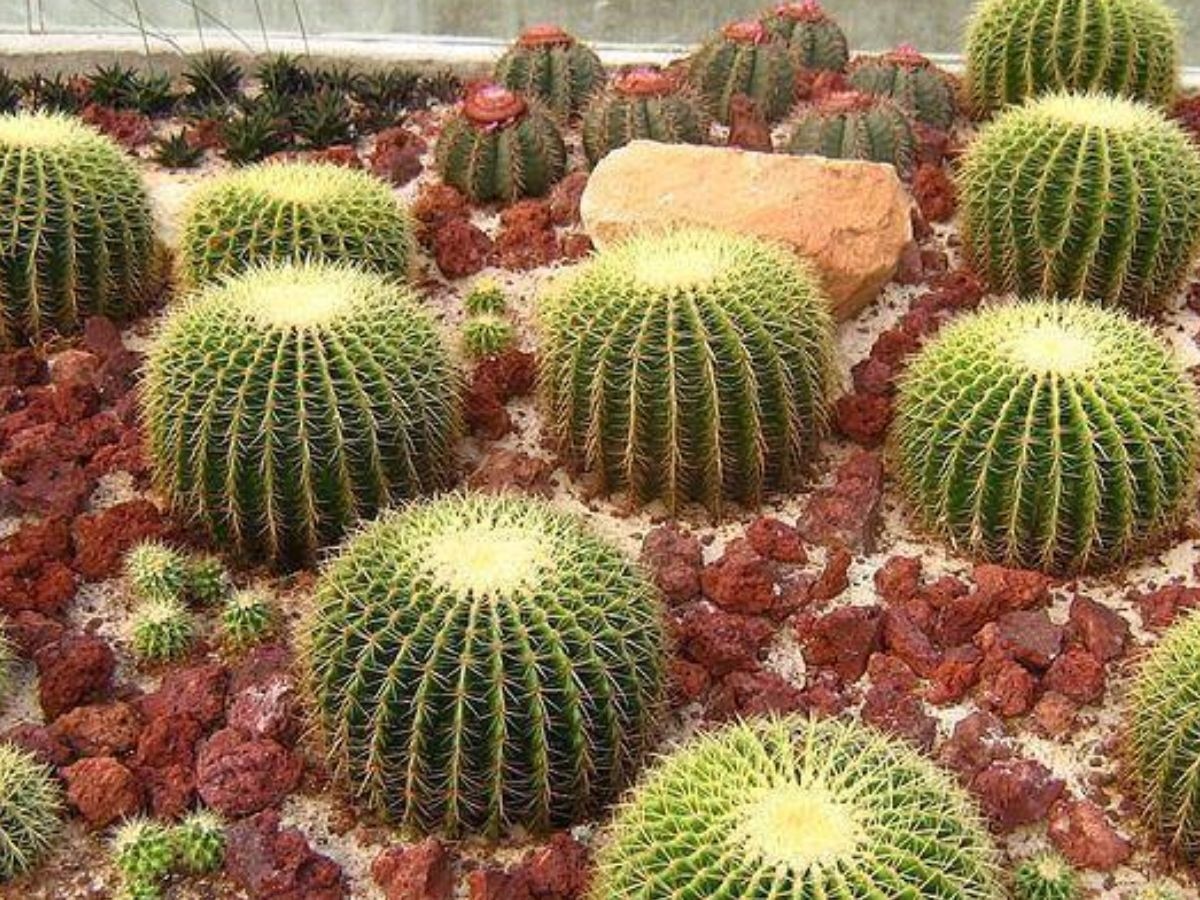 Ratlam Places to visit in summer Kharmour Bird Sanctuary Cactus Garden ...