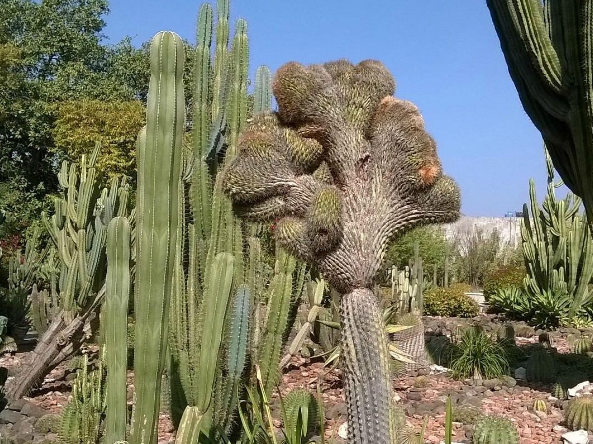 Ratlam Places to visit in summer Kharmour Bird Sanctuary Cactus Garden ...