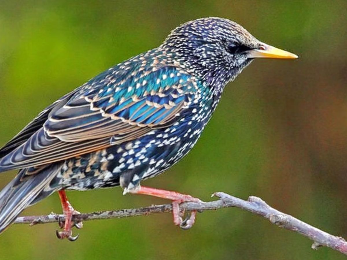 Ratlam Places to visit in summer Kharmour Bird Sanctuary Cactus Garden ...