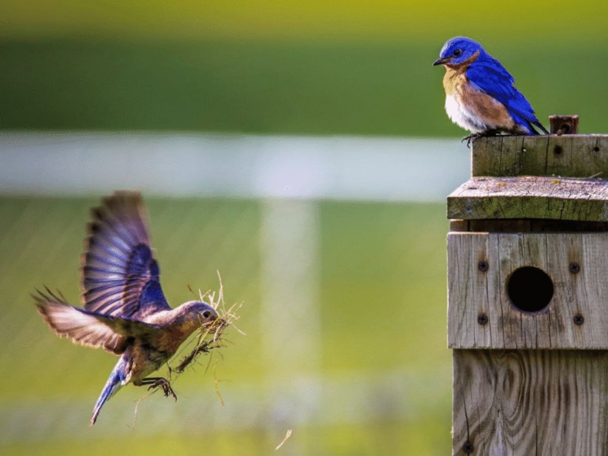 Ratlam Places to visit in summer Kharmour Bird Sanctuary Cactus Garden ...