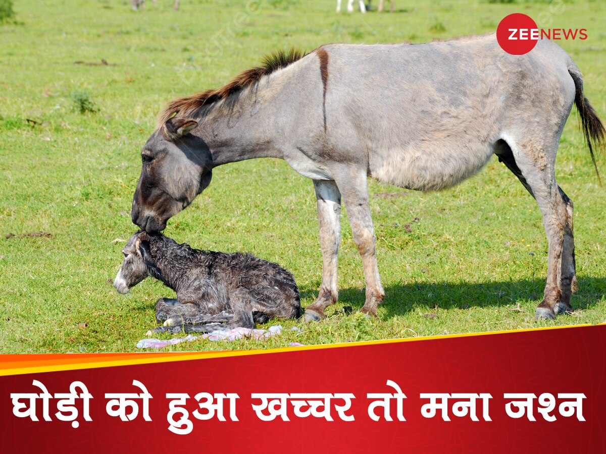 MP News: mare birth mule family became happy from in-laws house | खच्चर ...