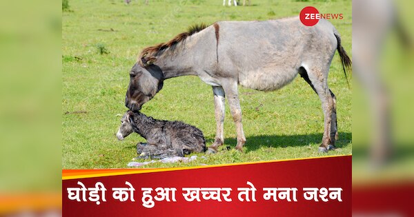 MP News: mare birth mule family became happy from in-laws house | खच्चर ...