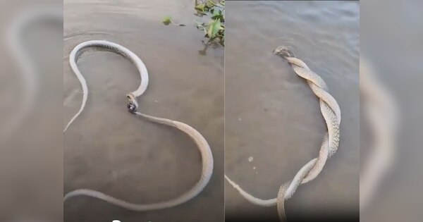 Snake Video pair of snakes became romantic in water | Snake Video: पानी ...