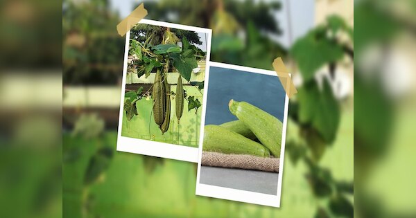amazing health benefits of two vegetables lauki or turai for summer ...