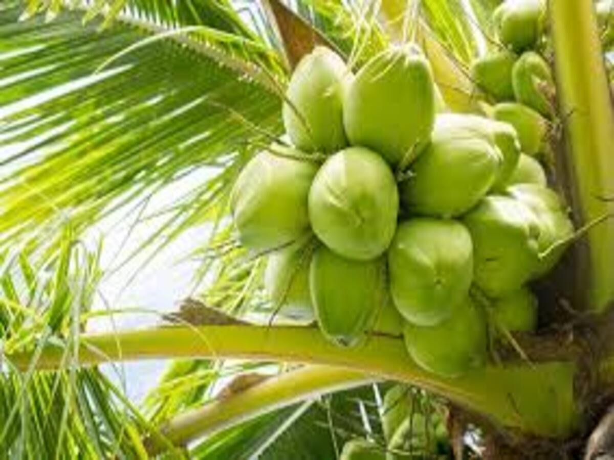 Coconut Farming Farmers of Bihar will be able to do coconut gardening know the process of scheme ...