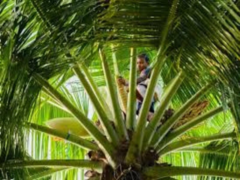 Coconut Farming Farmers of Bihar will be able to do coconut gardening ...