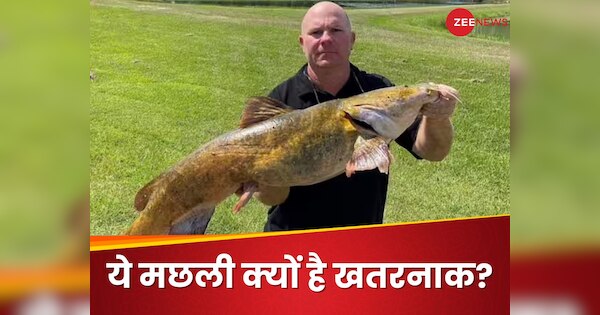 Large catfish is deadly for the other fishes and human world | जिस ...