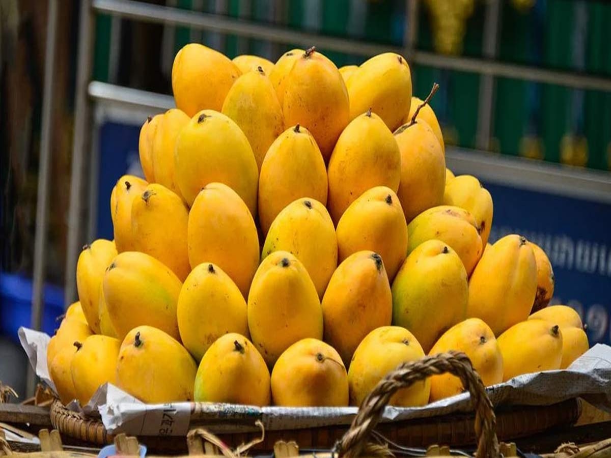 Mango Eating Tips Do this work before eating mango otherwise it may ...