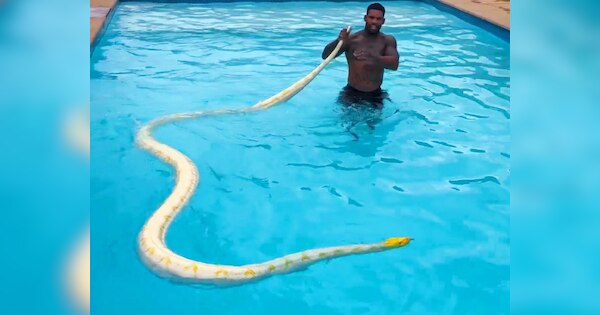 King Cobra Video Man seen bathing in swimming pool with giant python | King Cobra Video ...
