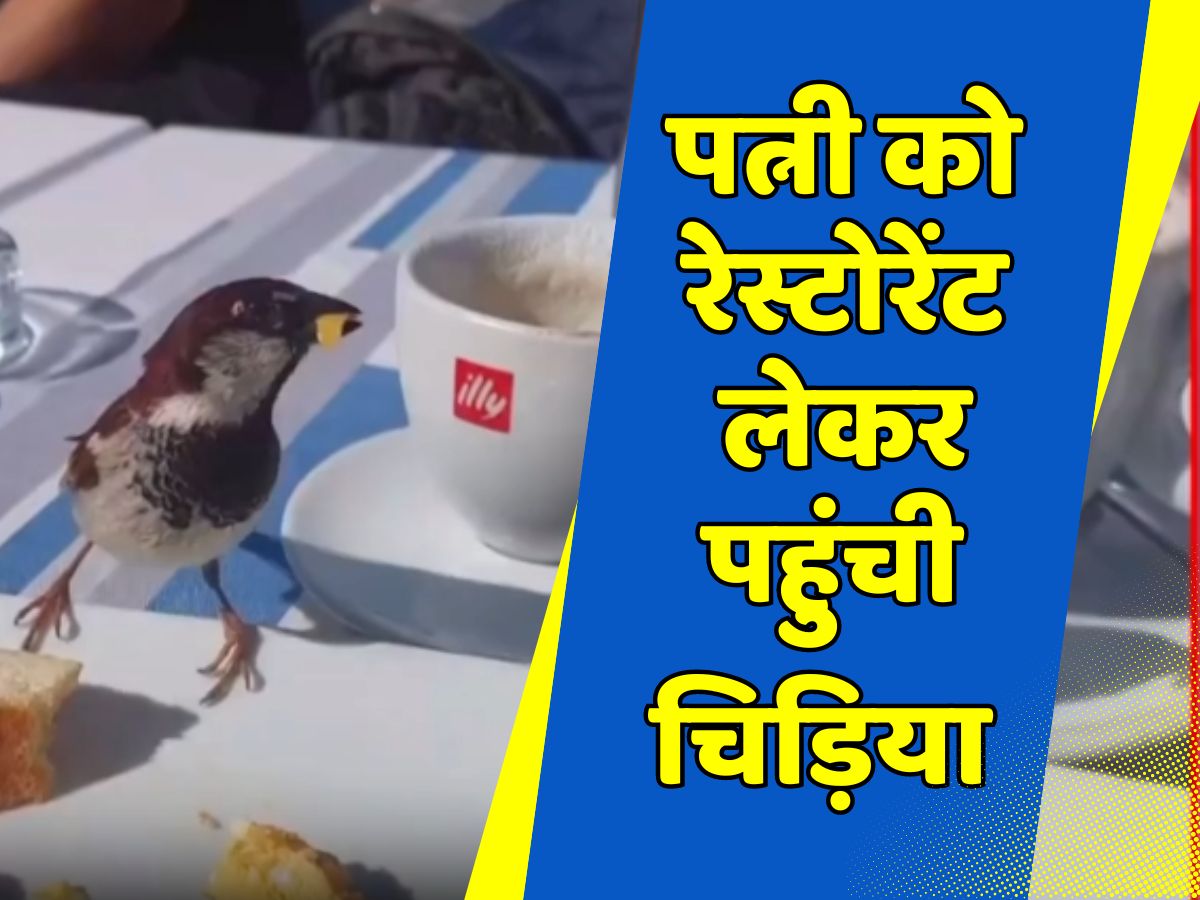 Viral Video Bird fed wife food from its beak in restaurant | Viral ...