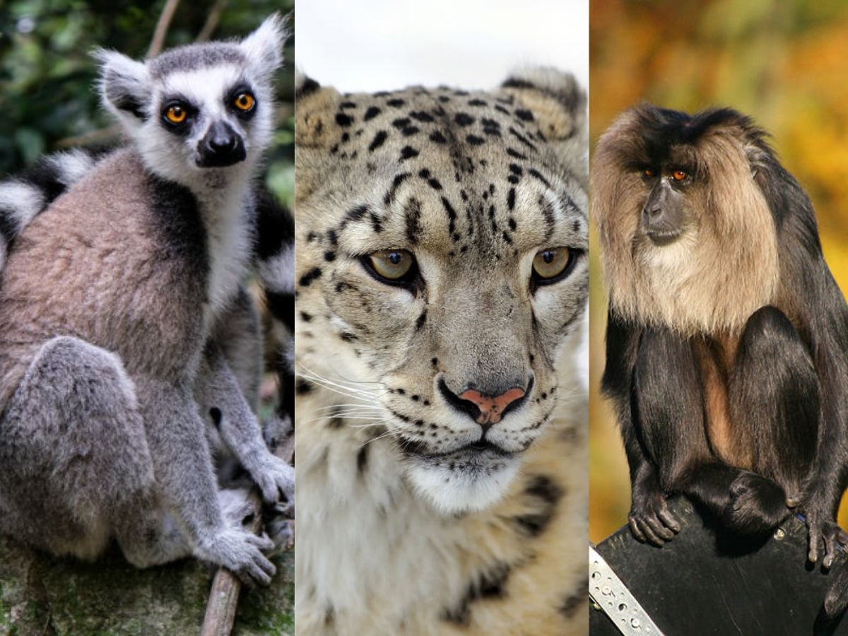 National Endangered Species Day 2024 date theme history and endangered ...