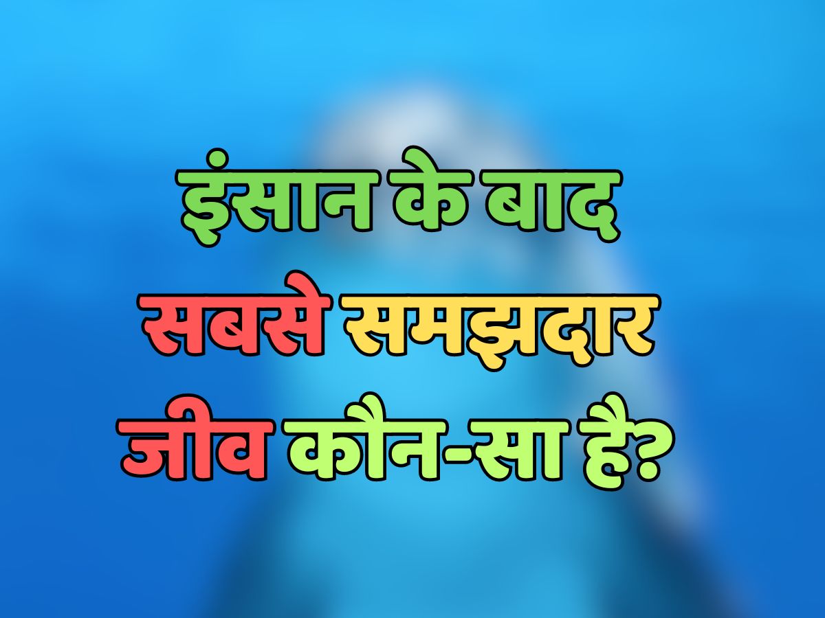 Trending Quiz इंसान के बाद सबसे समझदार जीव कौन सा है Trending Quiz