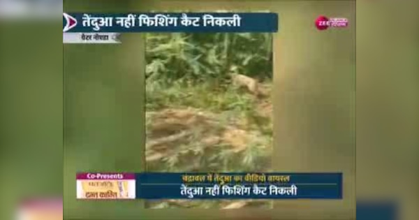 Greater Noida leopard same as fishing cat video went viral tendua and ...
