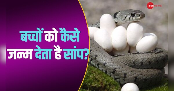 shocking video how snake gives birth to its babies | इस तरह अपने बच्चों ...