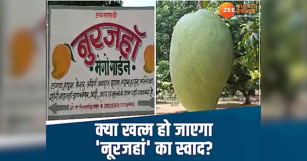 Alirajpur News Effort to save Afghanistan Noorjahan aam mango from ...