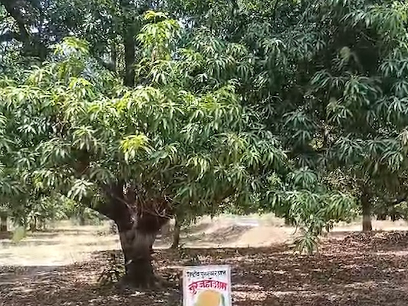 Alirajpur News Effort to save Afghanistan Noorjahan aam mango from ...