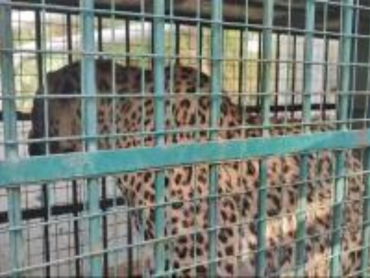 Phalodi News Panic among villagers due to panther hiding on outskirts | Phalodi News: नोख के ...