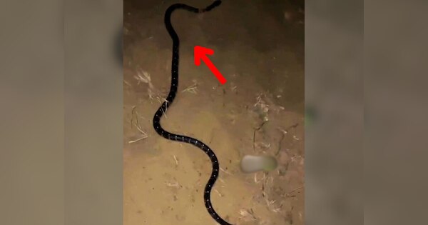 King Cobra Video Peevna is most dangerous snake in western Rajasthan ...