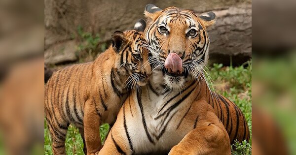 rural children will become brave in wild life know what is Tiger Kid ...