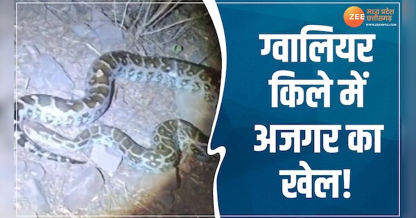 snake viral Video 7 feet python rescued from Gwalior Fort saap ka video | Snake Viral Video ...
