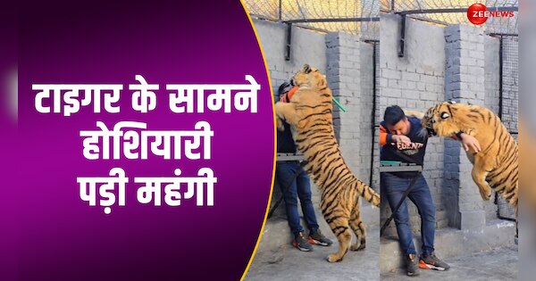 pakistani man tries to get close to pet tiger in viral video faces ...