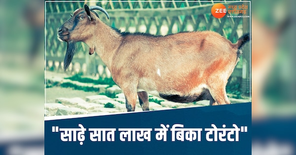 goat toronto sold in for seven and half lakh rupees in Bhopal| भोपाल ...