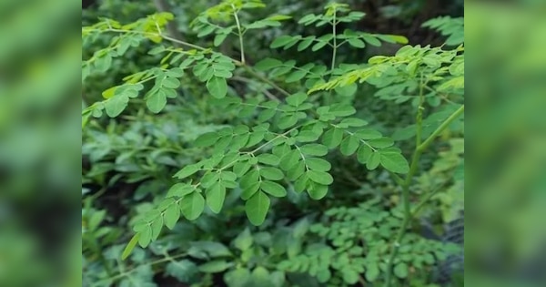 Sahjan leaf benefits Drumstick leaves are a panacea for health it ...