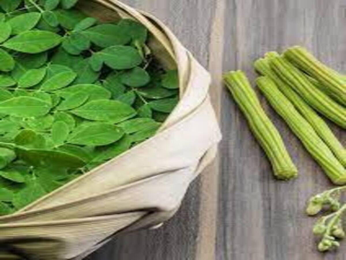 Sahjan leaf benefits Drumstick leaves are a panacea for health it ...