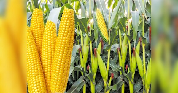 Bihar East Central Railway made new record in maize loading 172 rakes ...