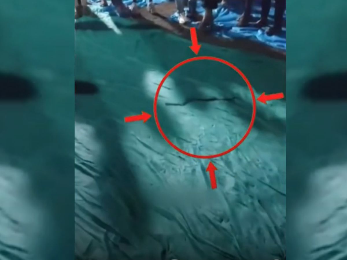People were dancing to tune of flute then real snake came watch viral ...
