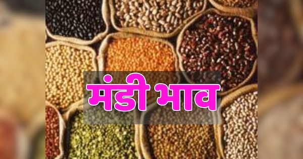Jaipur mandi price change in prices of moong wheat and gram in ...