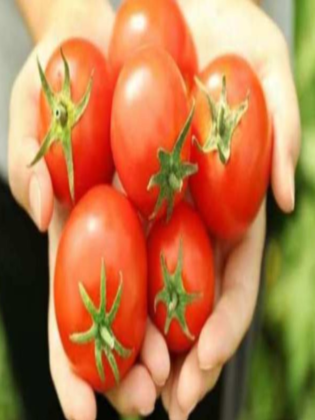 These people should not consume tomatoes Skin Allergy Acidity Kidney ...
