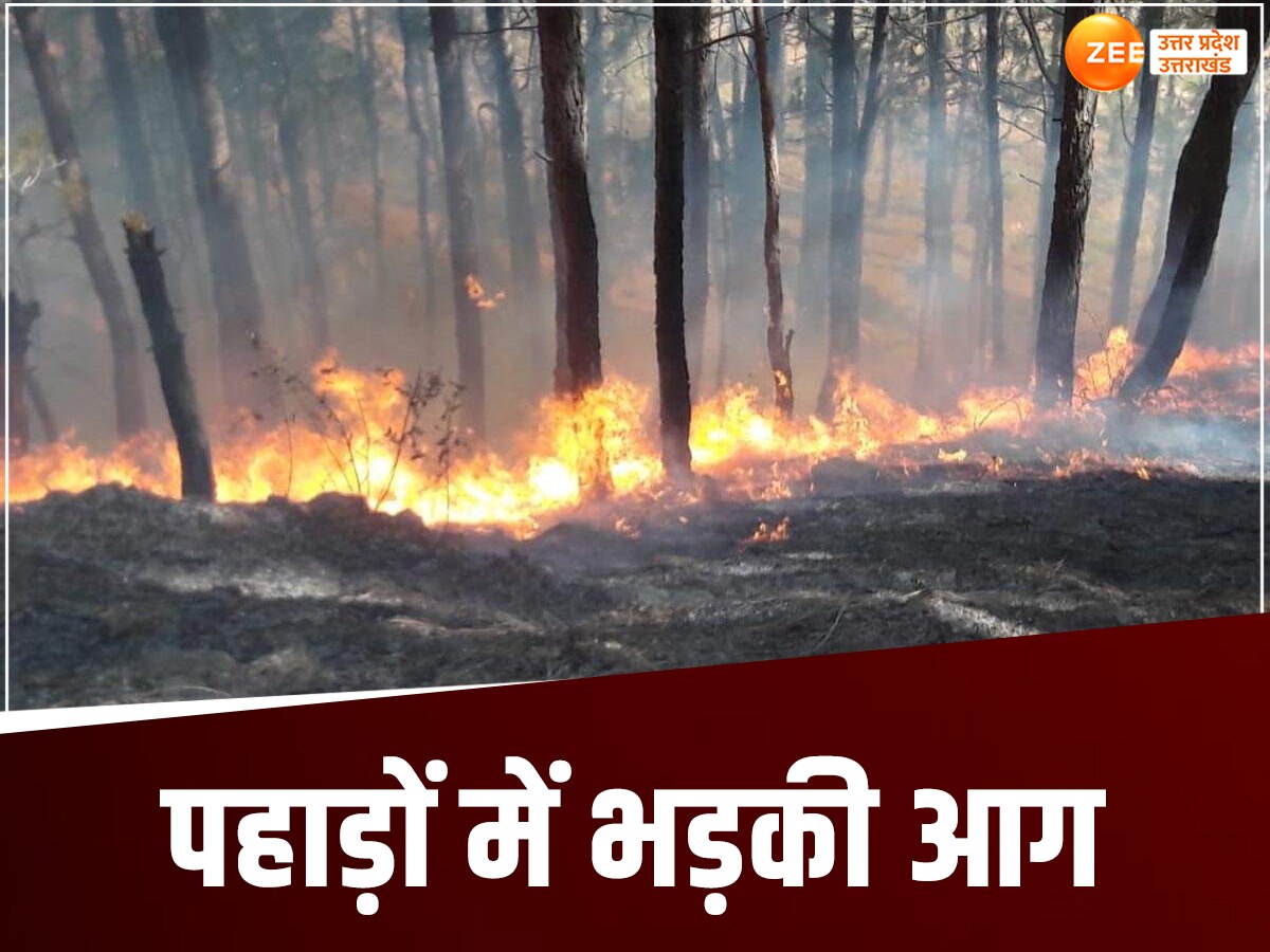 dogs and goats burnt alive due to forest fire in uttarkashi uttarakhand ...