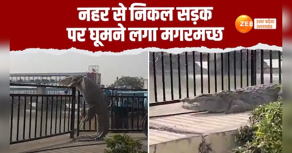 crocodile came out of narora canal and seen crawling on road in ...