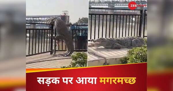 10 feet long crocodile came out of small canal on Ganga Barrage bridge ...