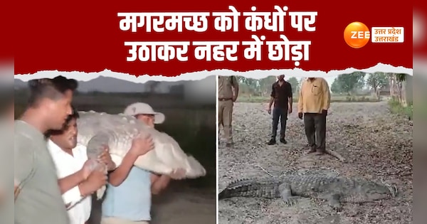 forest department workers seen carrying crocodile on shoulder after it ...