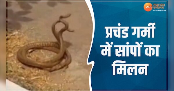 Crowd gathered to see the meeting of snakes in Bilaspur people captured ...