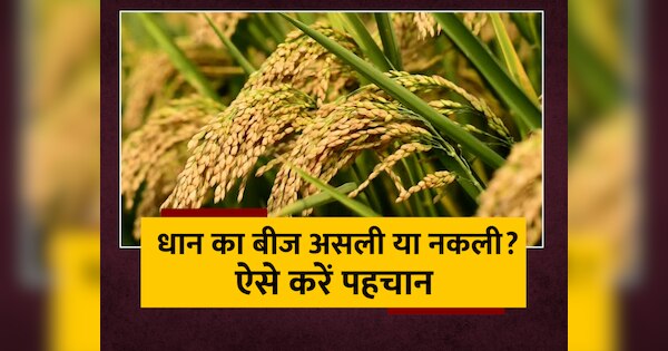 Paddy Farming Tips To Check Quality Of Paddy Seed Is Real Or Fake By ...