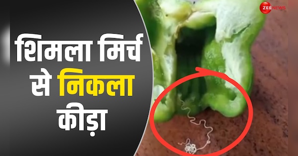 man found small snake like worm inside capsicum people shocked to see ...