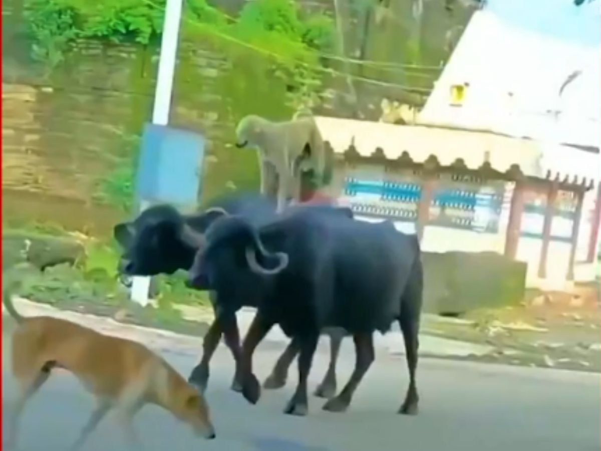 Viral Video dog rode the buffalo in royal style | Viral Video: कुत्ते ...