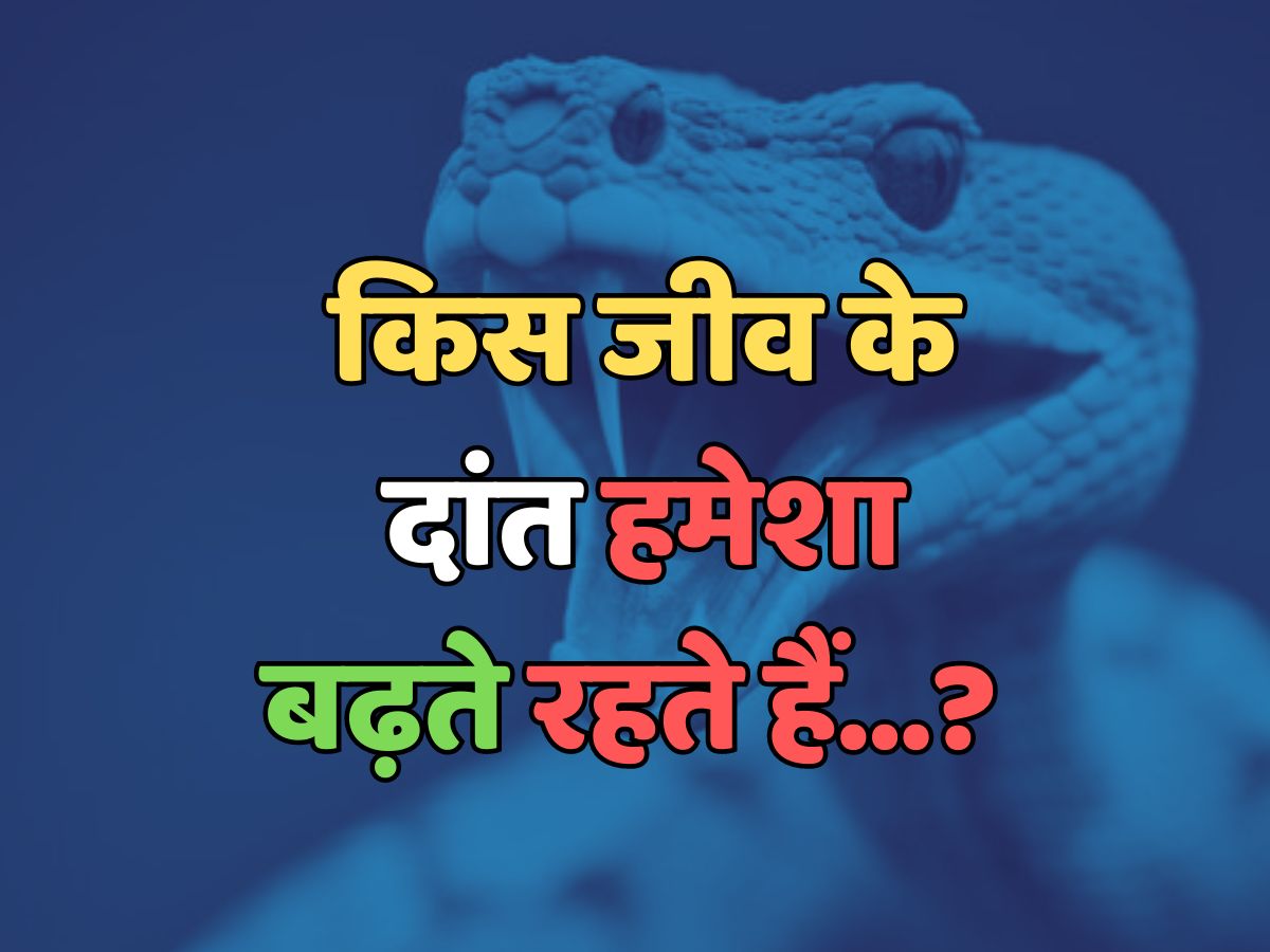 Trending Quiz किस जीव के दांत हमेशा बढ़ते रहते हैं Trending Quiz