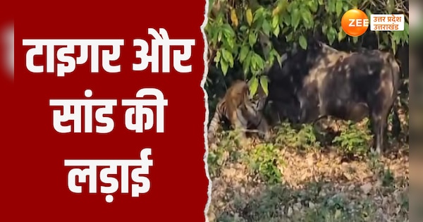 tiger bull fight viral video in pilibhit tiger reserve people record ...