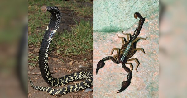 unique creature can attack on scorpions and snakes jaws of sun spider ...