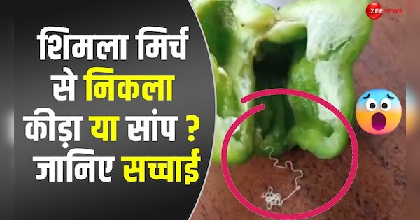 deadly worm inside a capsicum or a snake know truth behind viral video ...