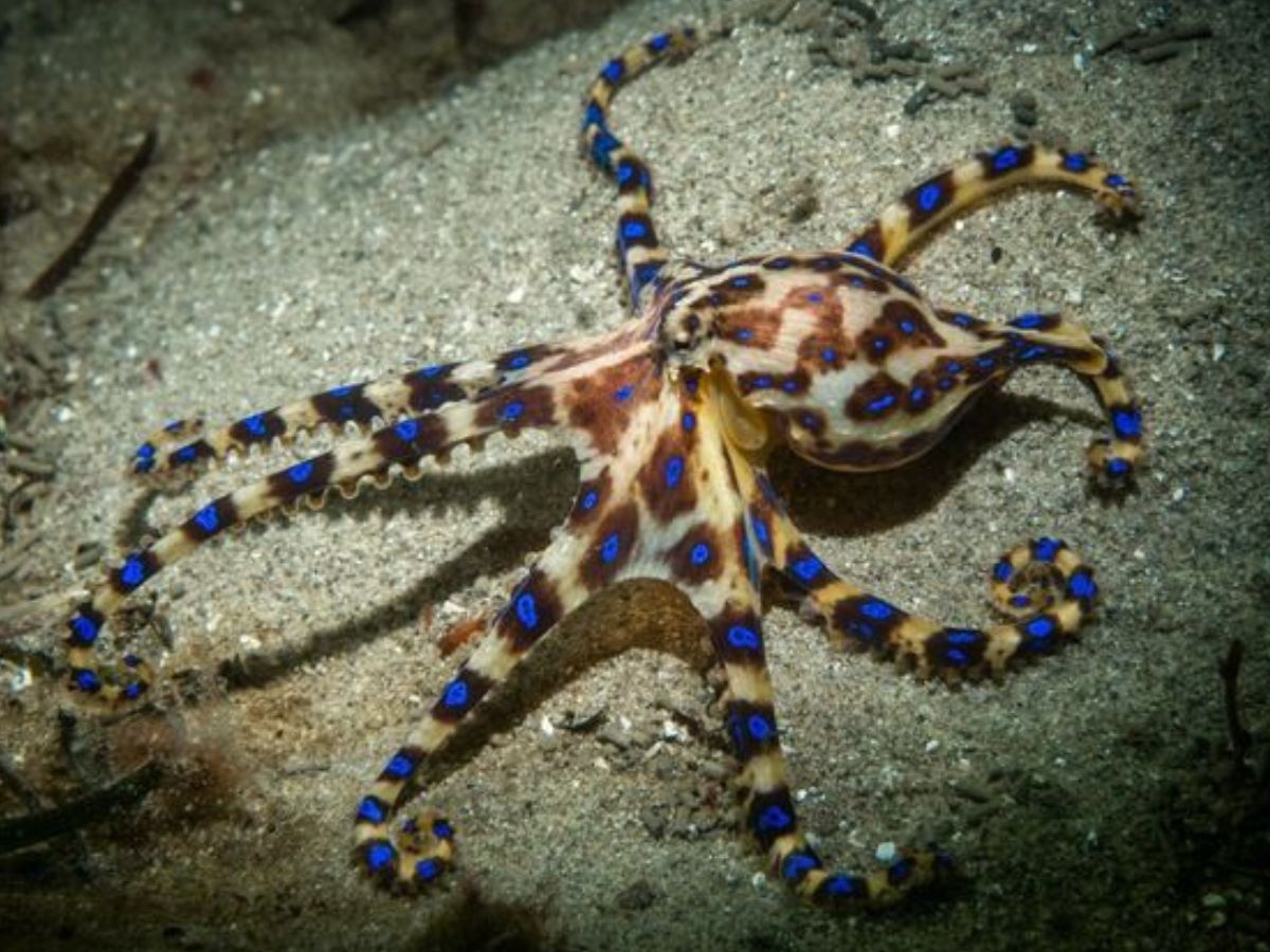 GK most venomous blue ringed octopus person can die within few seconds ...