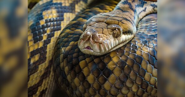 missing indonesian woman found eaten alive by giant python photos | 45 ...