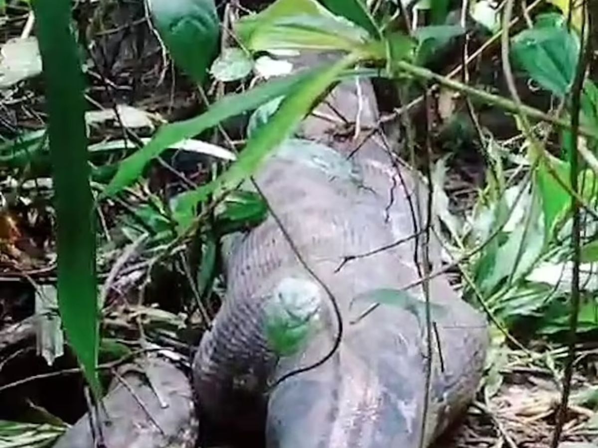 missing indonesian woman found eaten alive by giant python photos | 45 ...